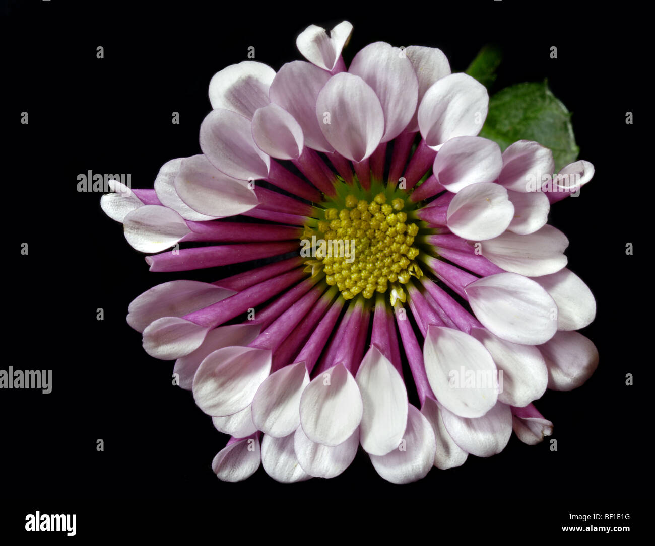 Spoon Chrysanthemum