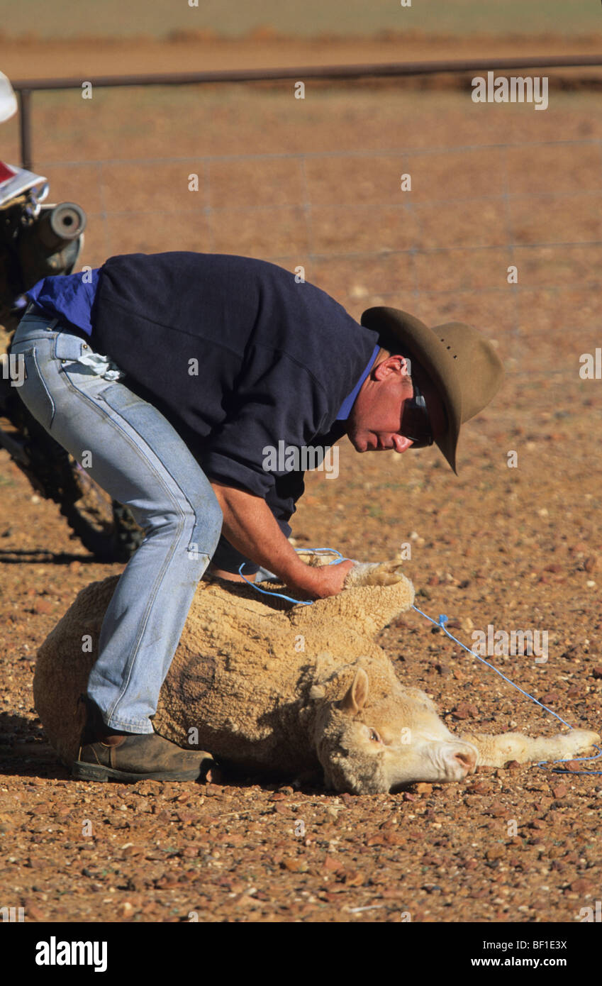 Cowboy with motorbike herding sheep, South Australia Stock Photo - Alamy
