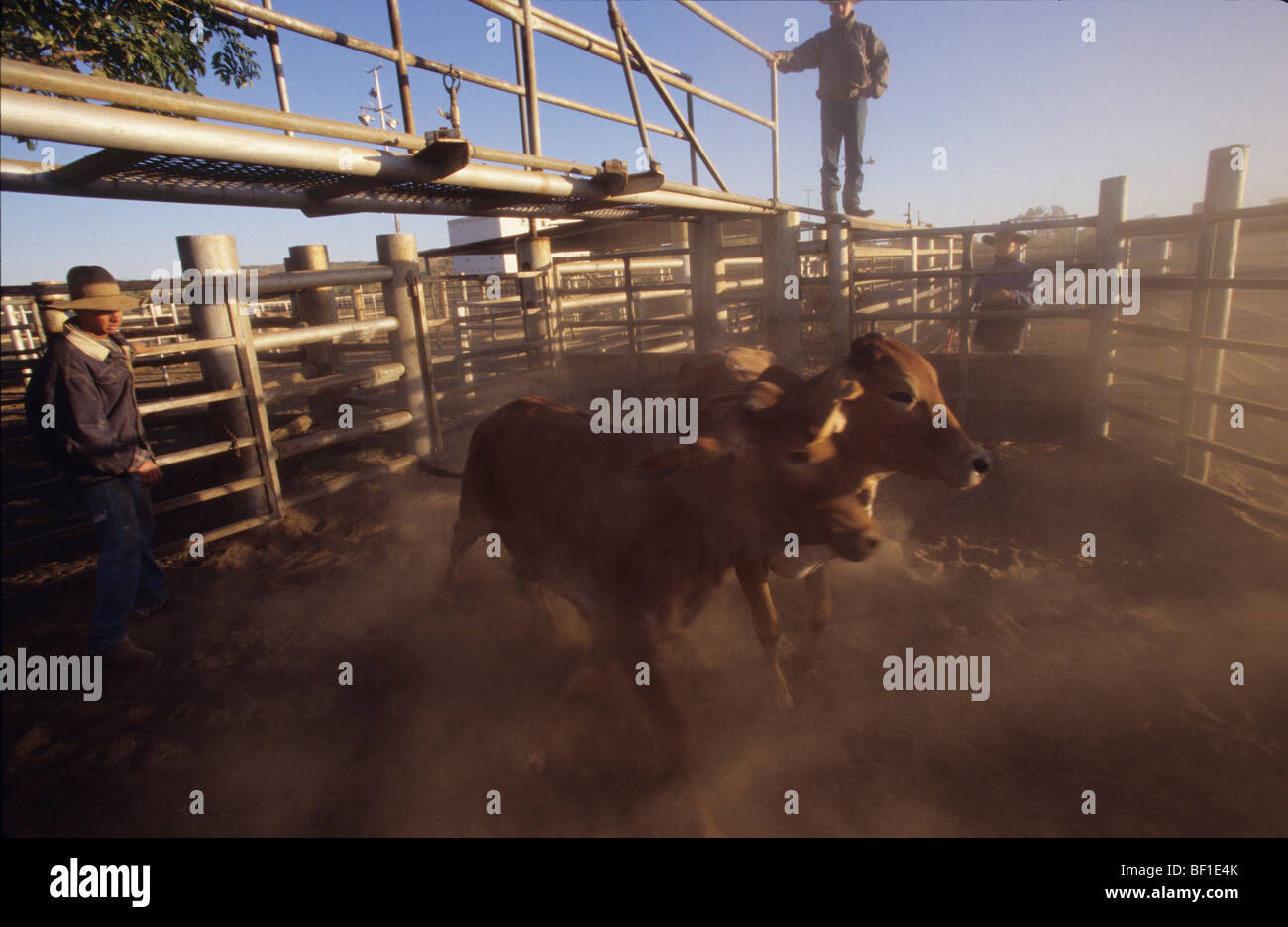 Cattle ranching, station, morning light, Queensland Australia Stock ...