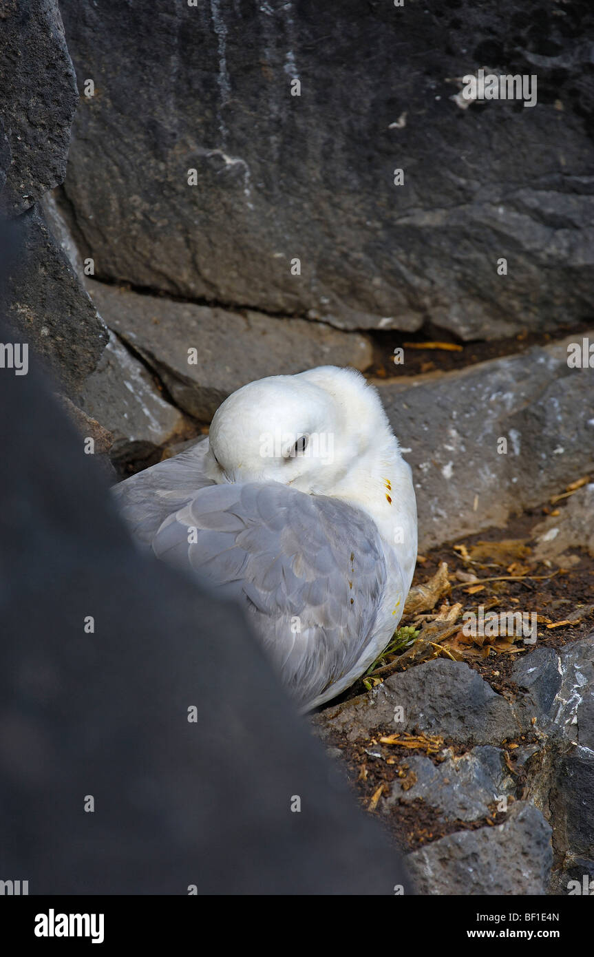 Northern Fulmar (Fulmarus glacialis). Scotland. UK Stock Photo - Alamy