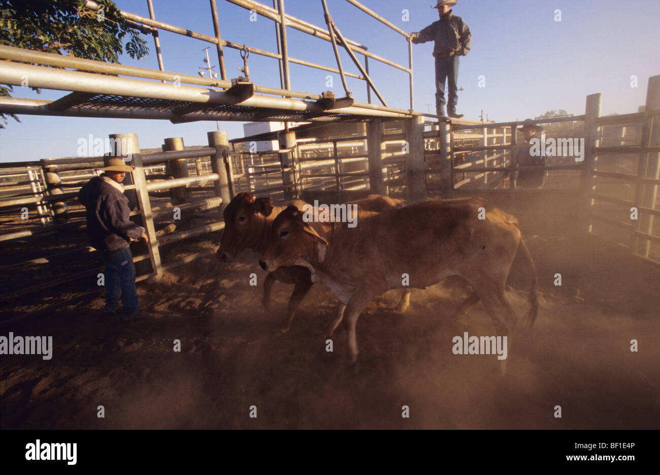 Mustering cattle in outback australia hi-res stock photography and ...