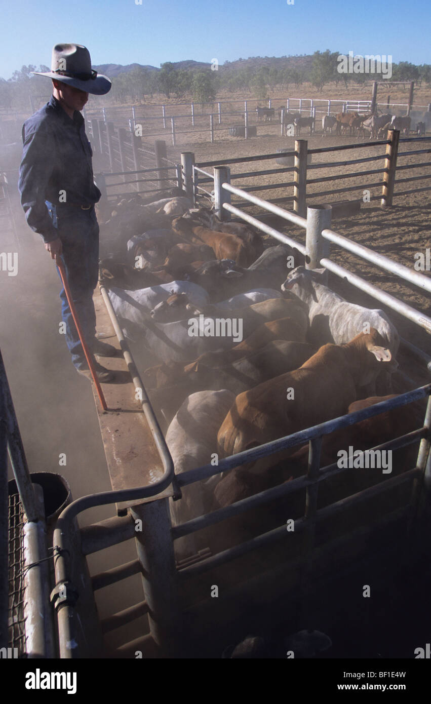 Cattle ranching, station, Queensland Australia Stock Photo - Alamy