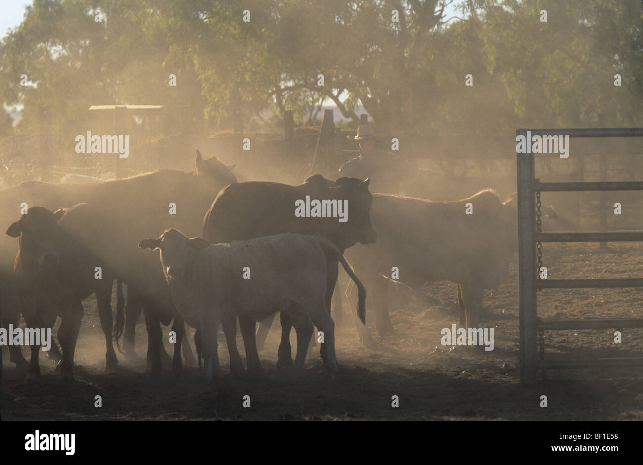 Cattle ranching, station, Queensland Australia Stock Photo - Alamy