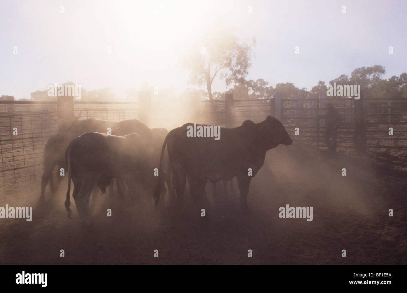 Cattle ranching, station, Queensland Australia Stock Photo - Alamy