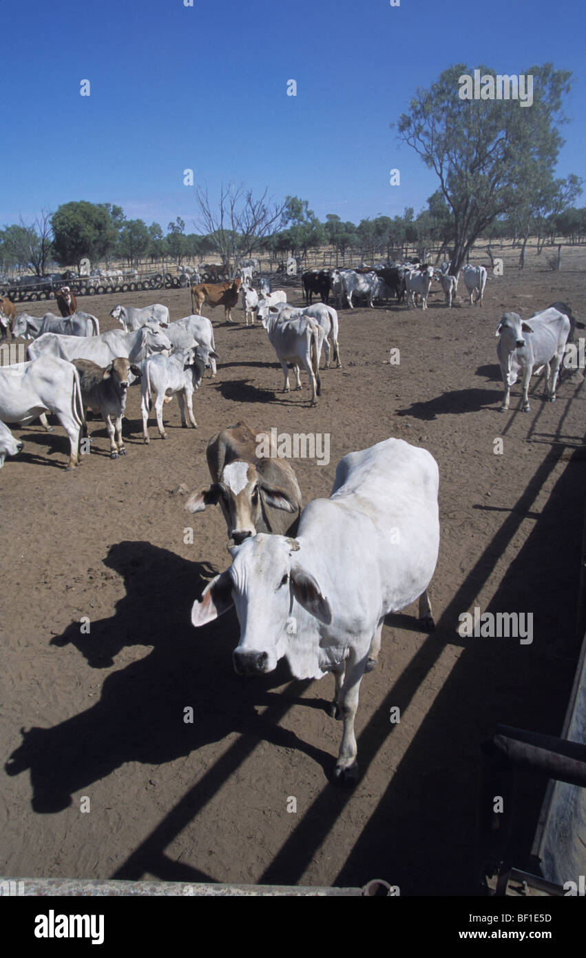Cattle ranching, station, Queensland Australia Stock Photo - Alamy