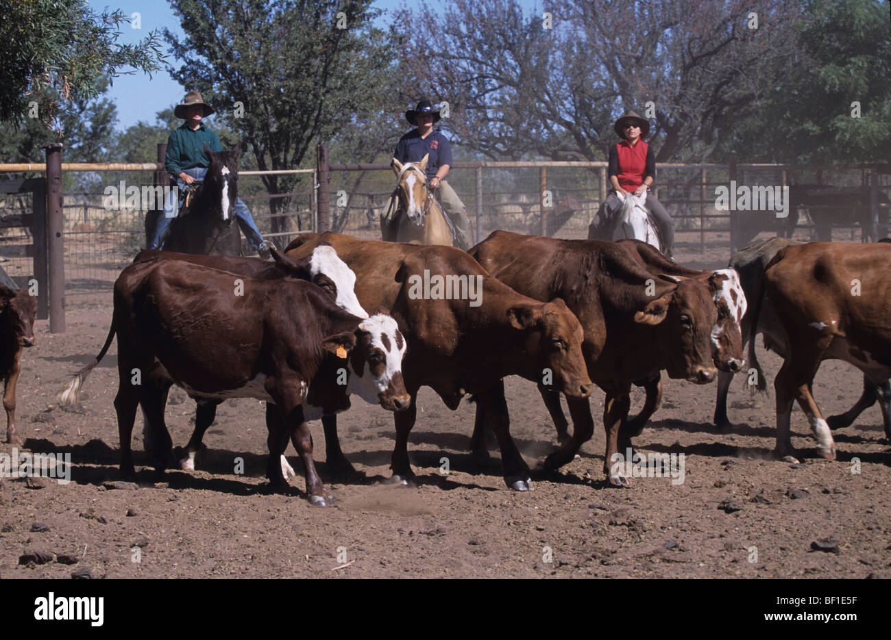 Cattle ranching, cowboys on horseback, mustering cows, tourism ...