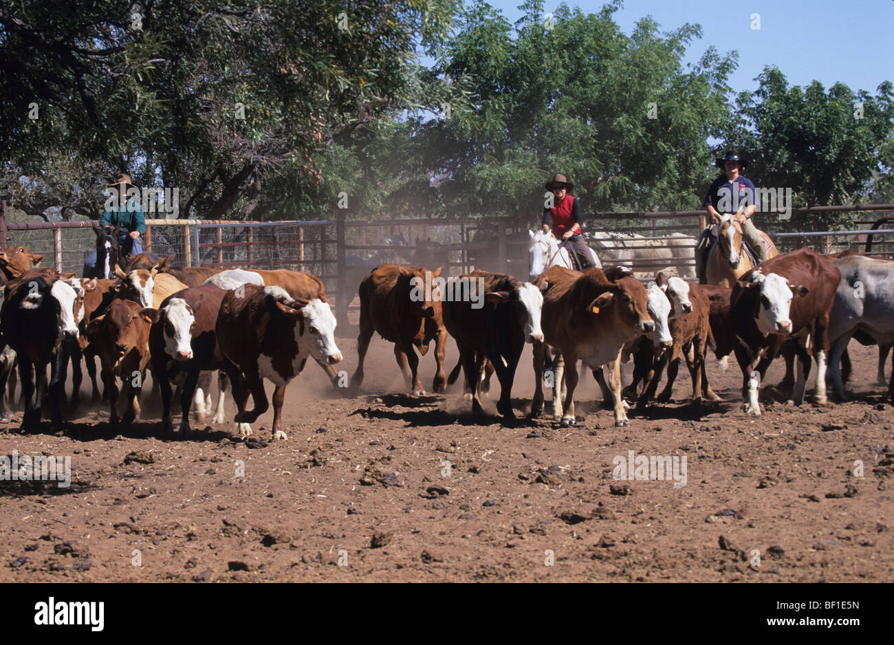 Cattle ranching, cowboys on horseback, mustering cows, tourism Stock ...