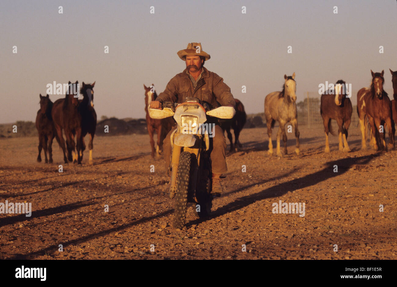 Cowboy on motorbike mustering horses at sunset, Queensland Australia ...