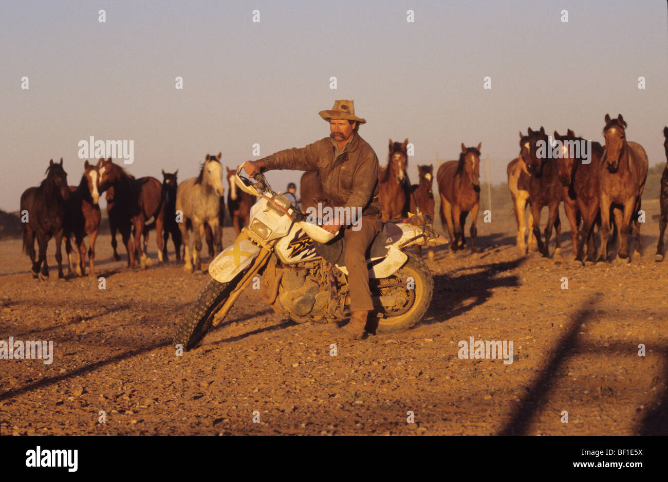 Cowboy on motorbike mustering horses at sunset, Queensland Australia ...