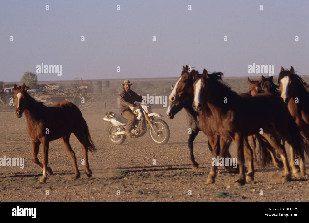Cowboy on motorbike mustering horses, Queensland Australia Stock Photo ...
