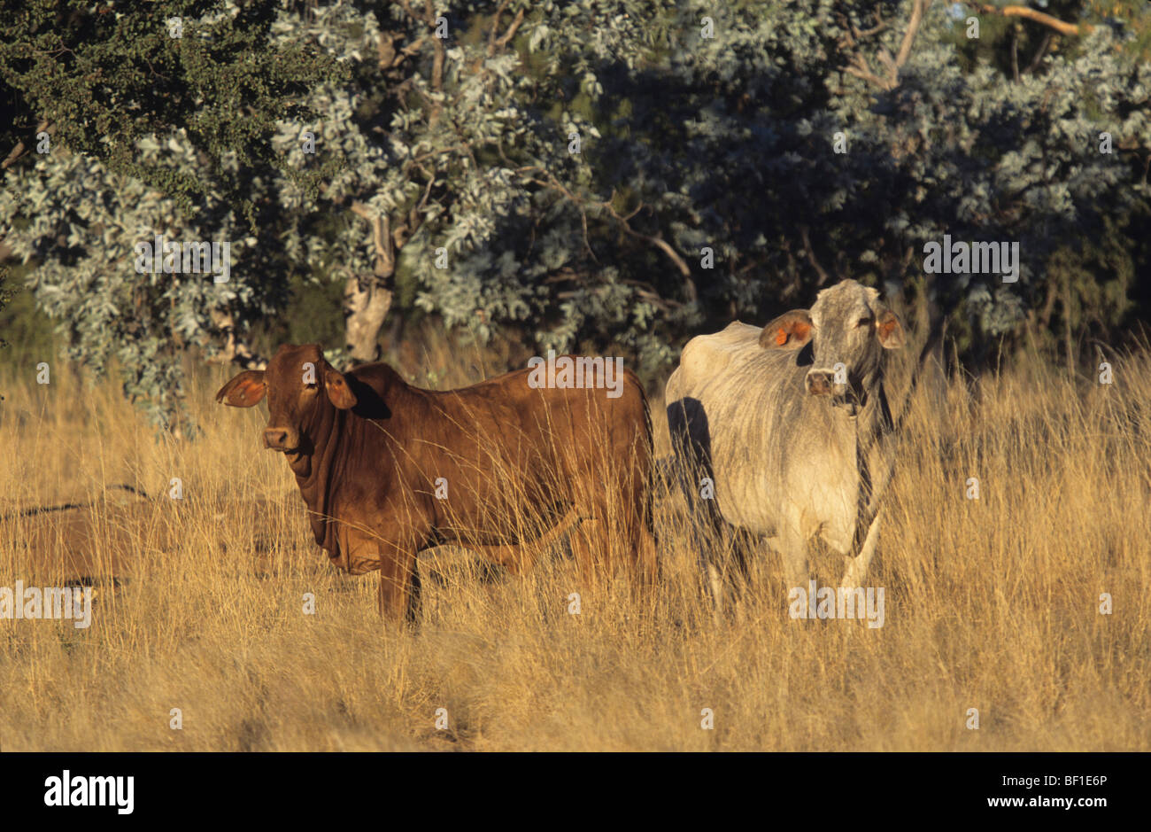 Beef farming cattle, outback savanna, Queensland Australia Stock Photo ...