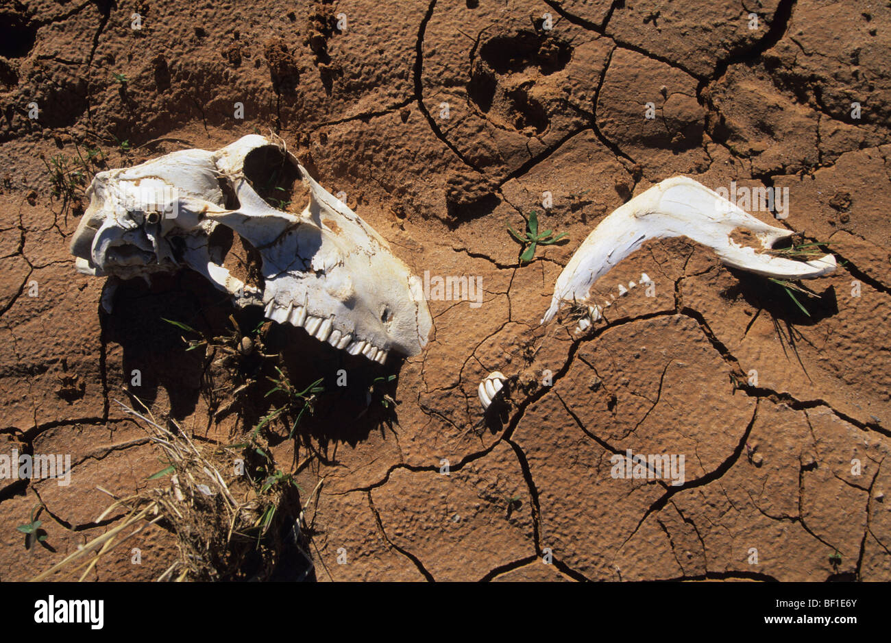 Desertification, drought, dried arid earth and cow skull, Queensland ...