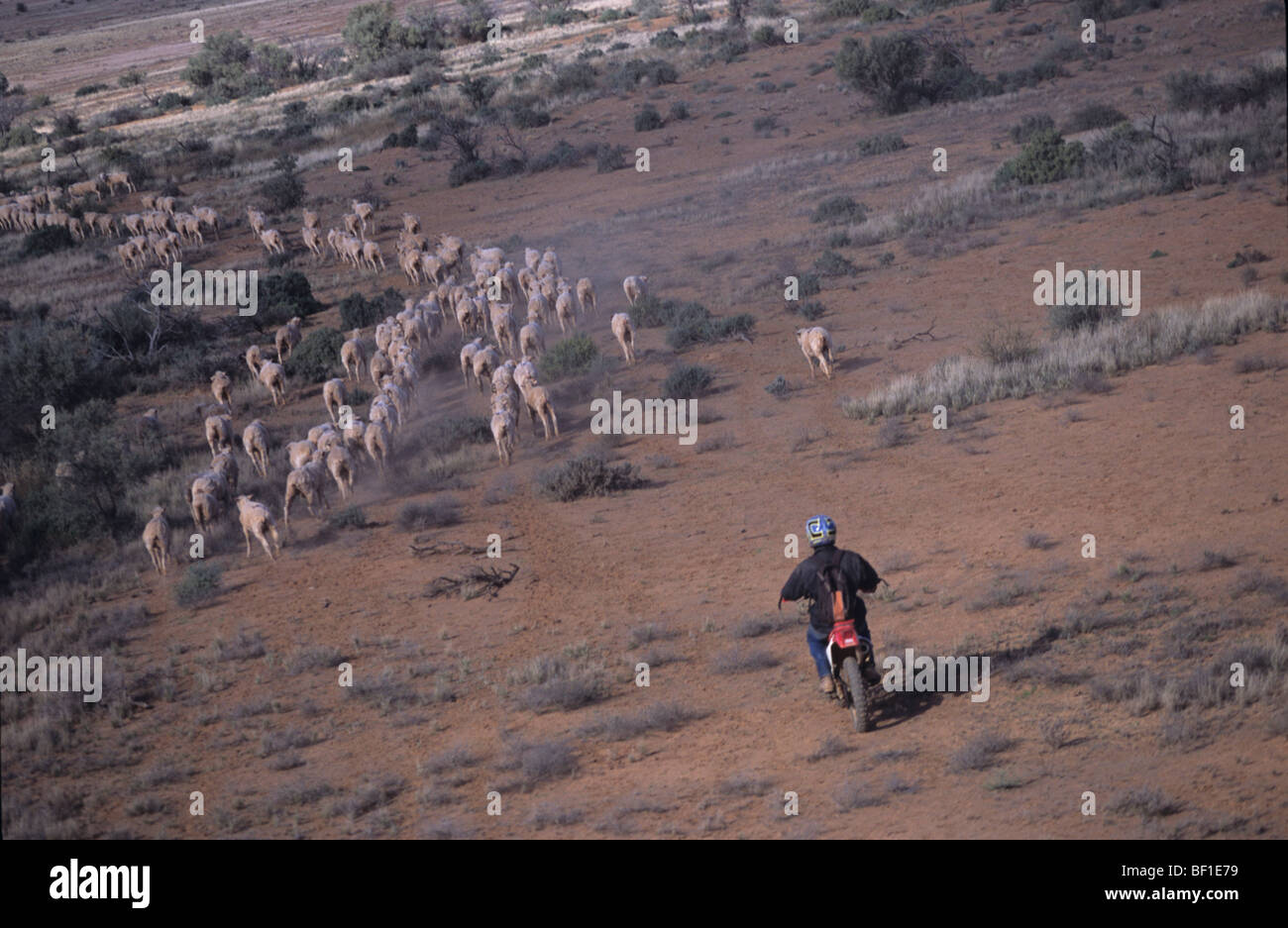 Aerial view of cowboy on motorbike mustering sheep, South Australia ...