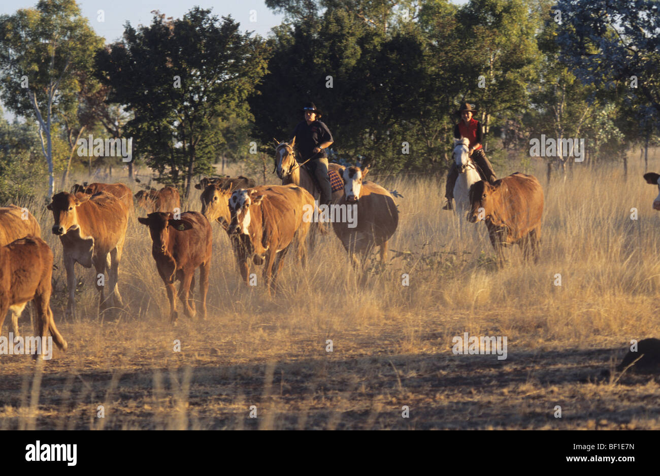 Cattle ranching, cowboys on horseback, mustering cows, tourism ...
