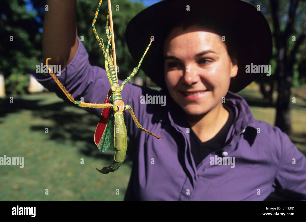 Woman tourist holding Goliath stick insect Queensland Australia Stock ...