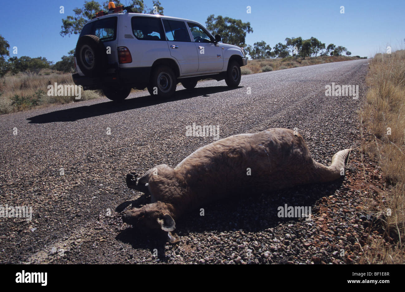 Kangaroo possum road hi-res stock photography and images - Alamy