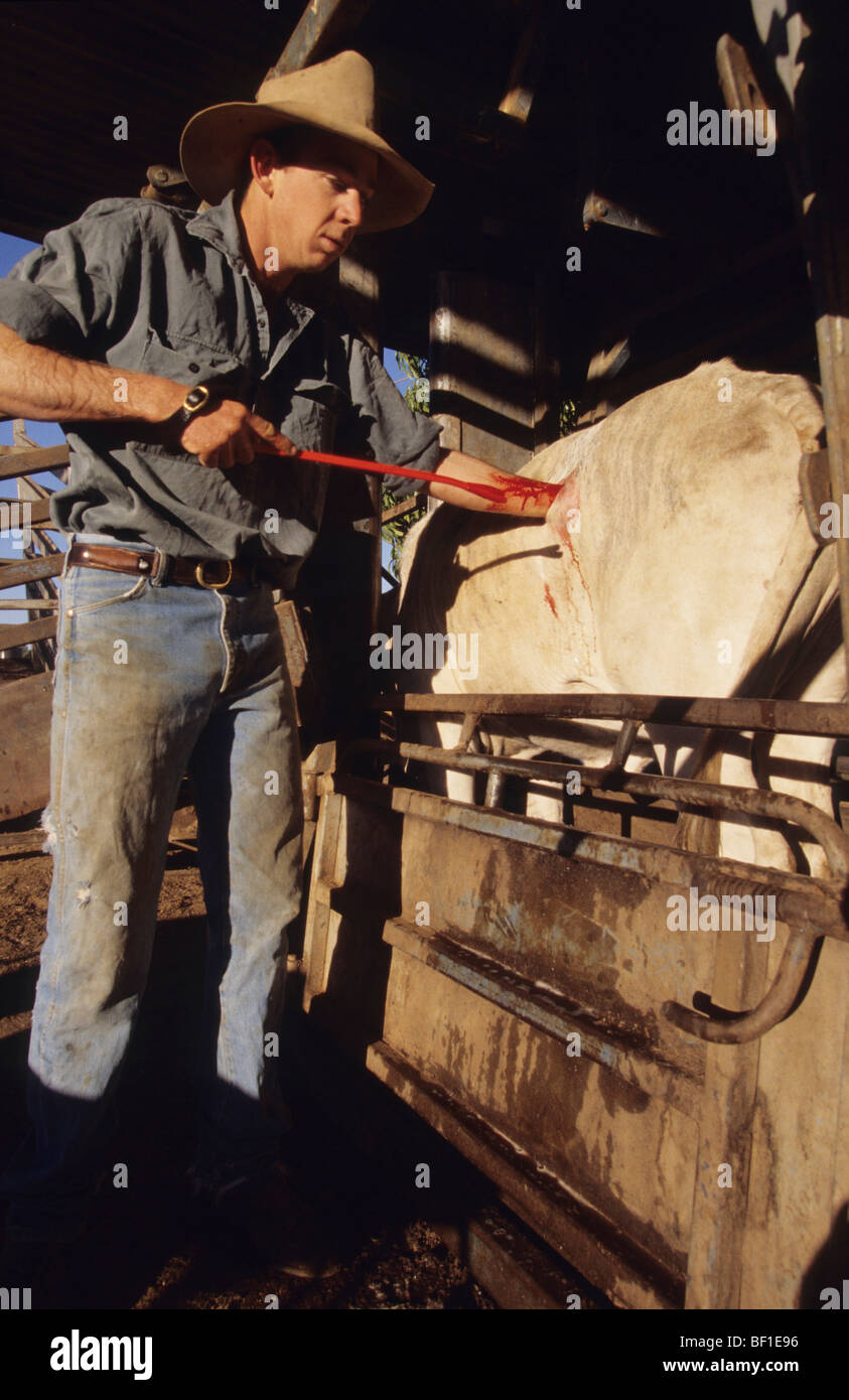 Cowboy removes ovaries from a cow, spaying or ovariectomising female ...