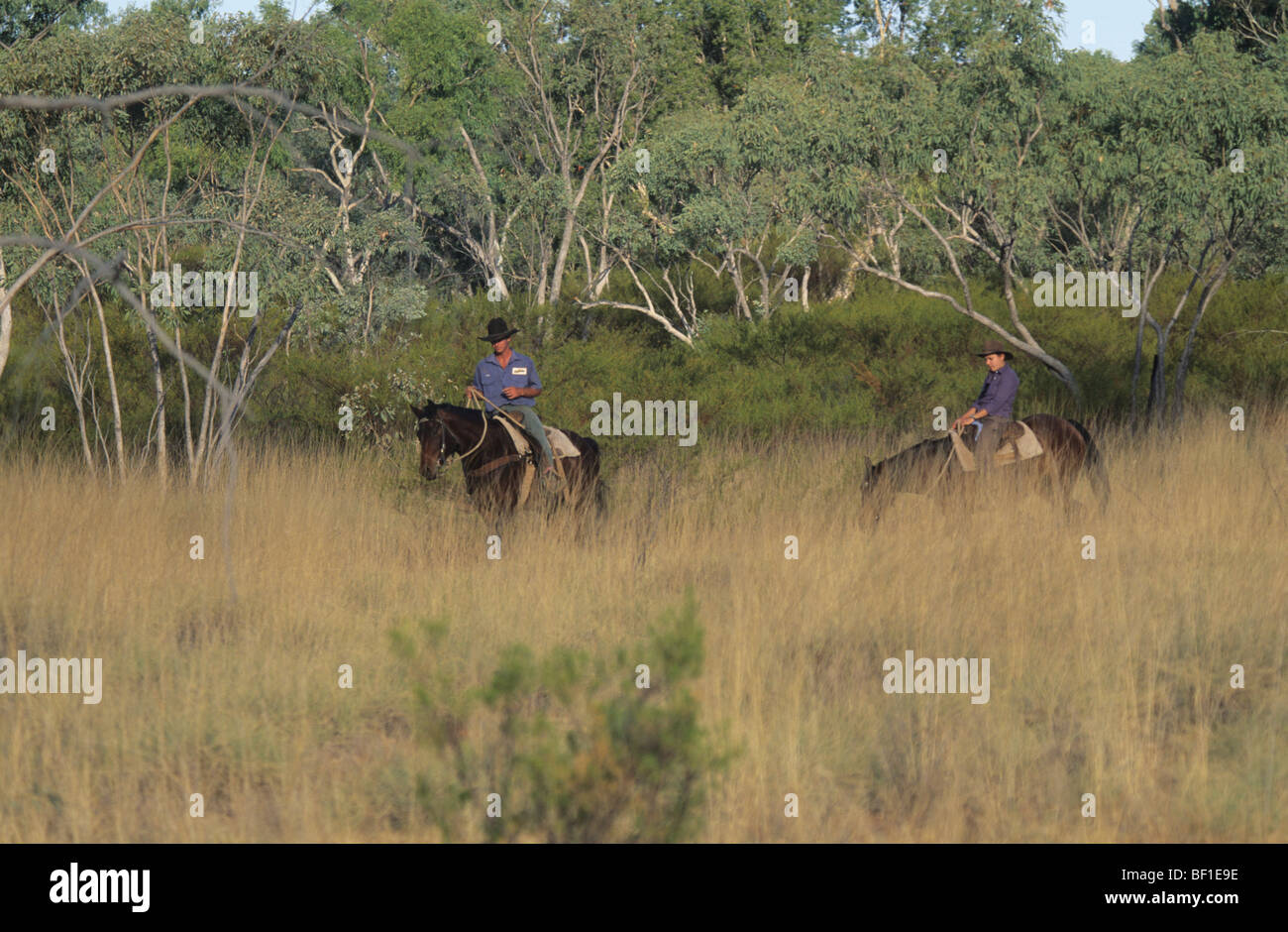 Cowboys on horseback outback tourism hi-res stock photography and ...