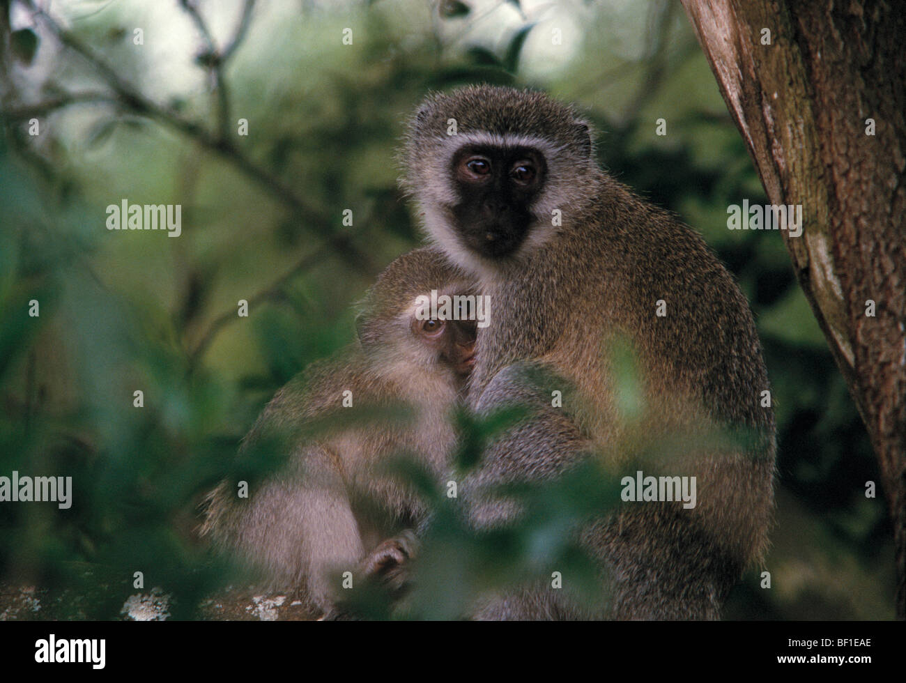 Green guenon hi-res stock photography and images - Alamy