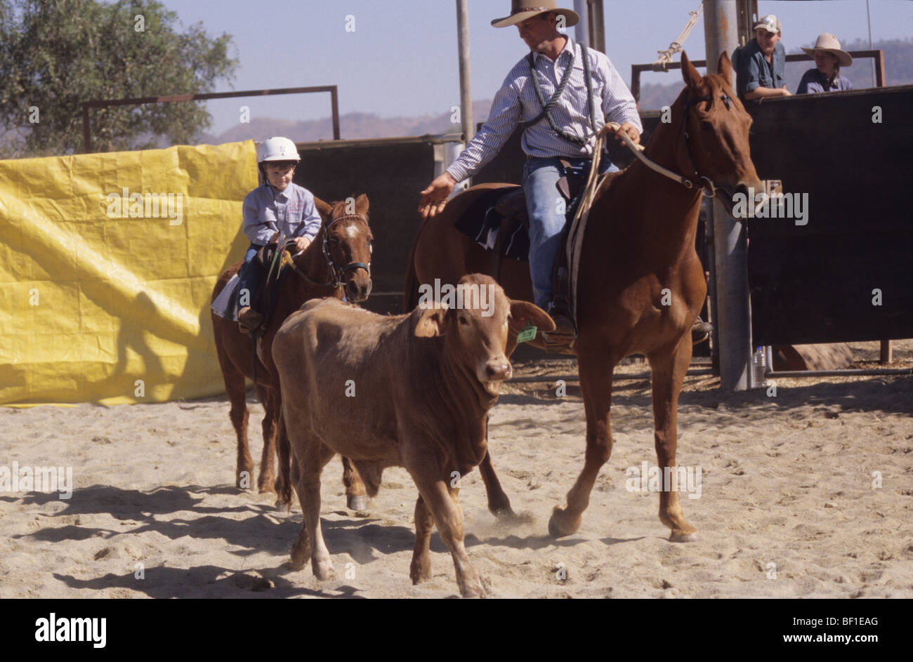 Father and son mustering calf, rodeo, Queensland Australia Stock Photo ...