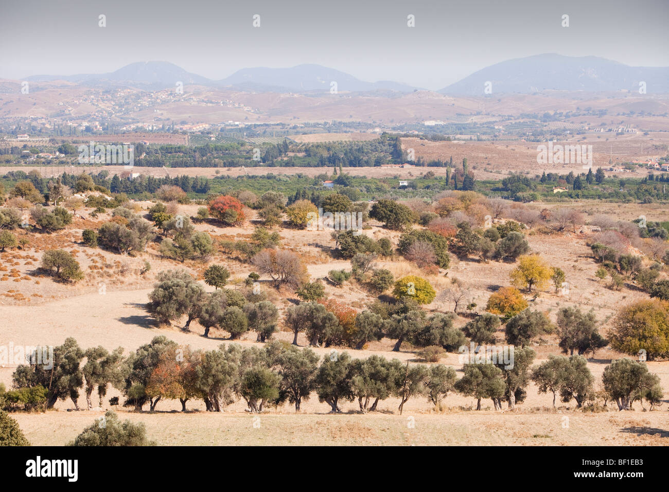 Olive Groves in Teos, Turkey. Like many parts of the mediteranean ...