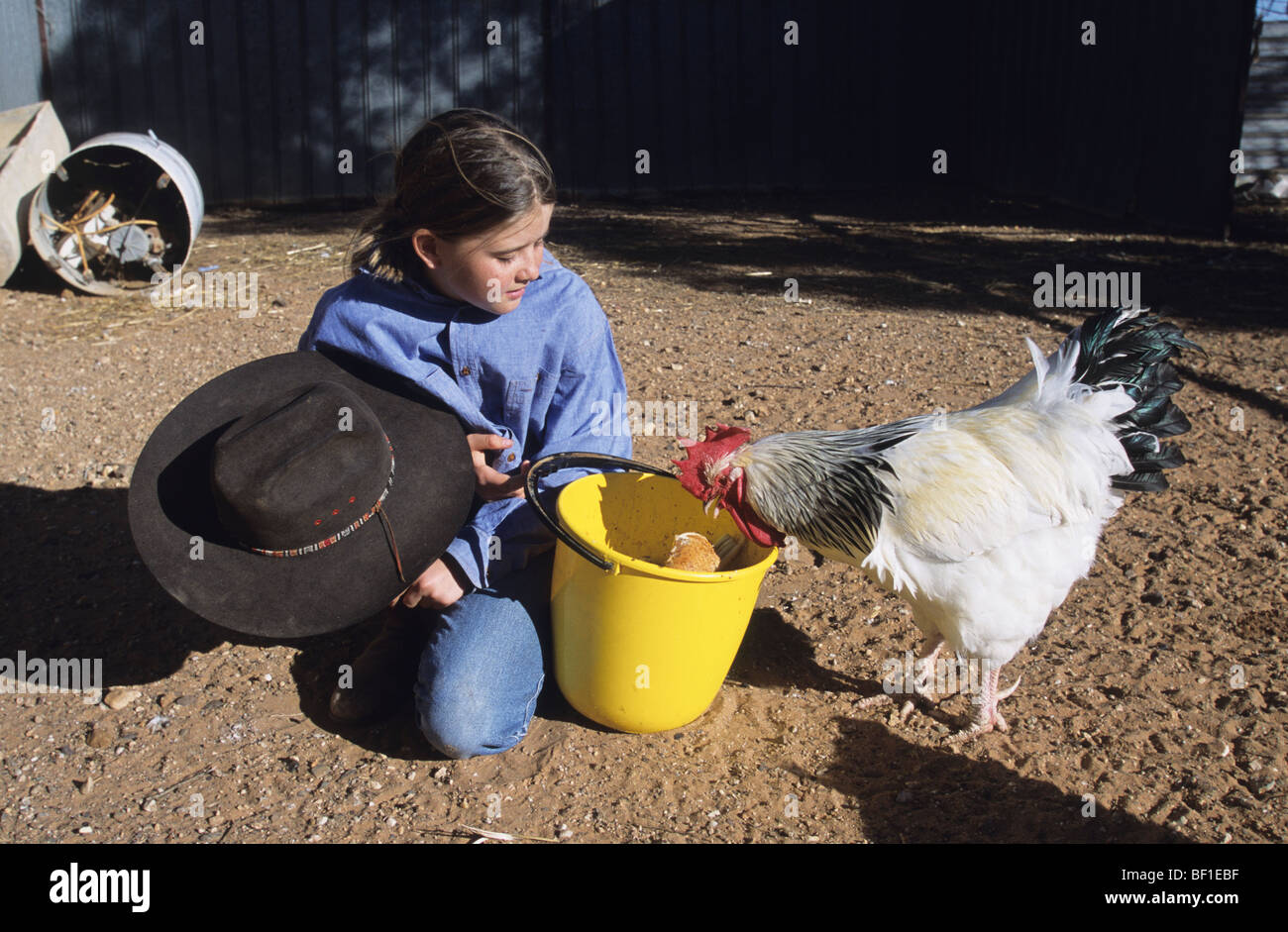 Young teenage girl feeding chickens rooster, ranch, Queensland ...