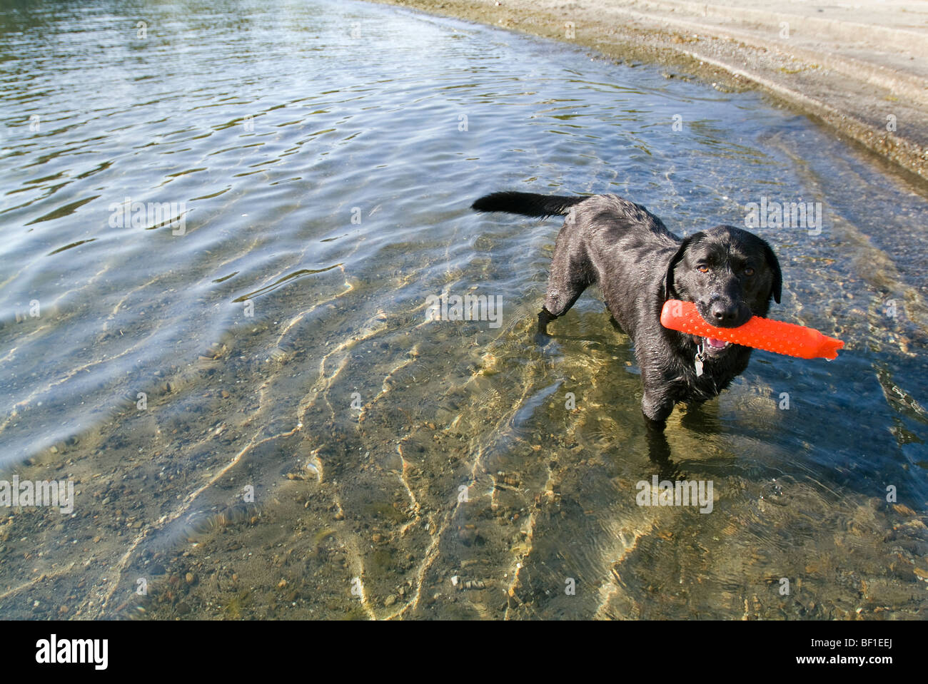 Black labrador retriever holding retriever dummy hi-res stock ...