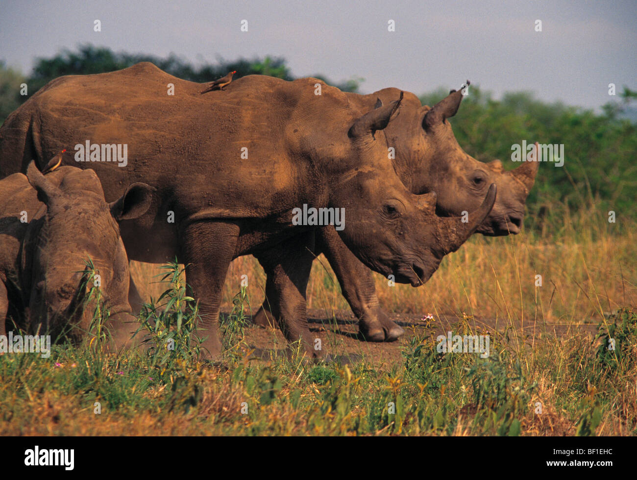 Rhinoceri Stock Photos & Rhinoceri Stock Images - Alamy