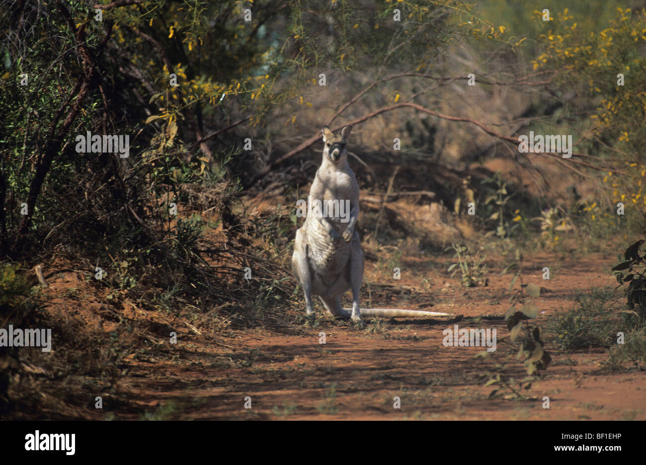 Kangaroo hunt hi-res stock photography and images - Alamy