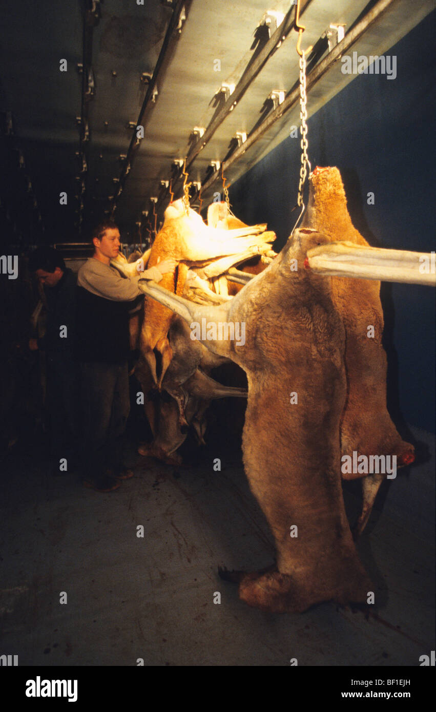 Kangaroo hunter in outback, with kangaroo carcass in freezer lorry, at ...