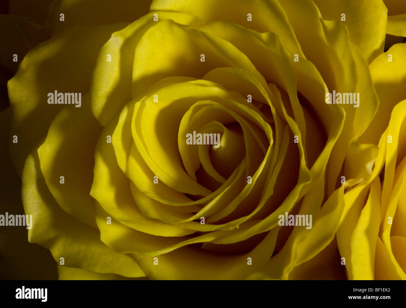 Bailey rose hi-res stock photography and images - Alamy