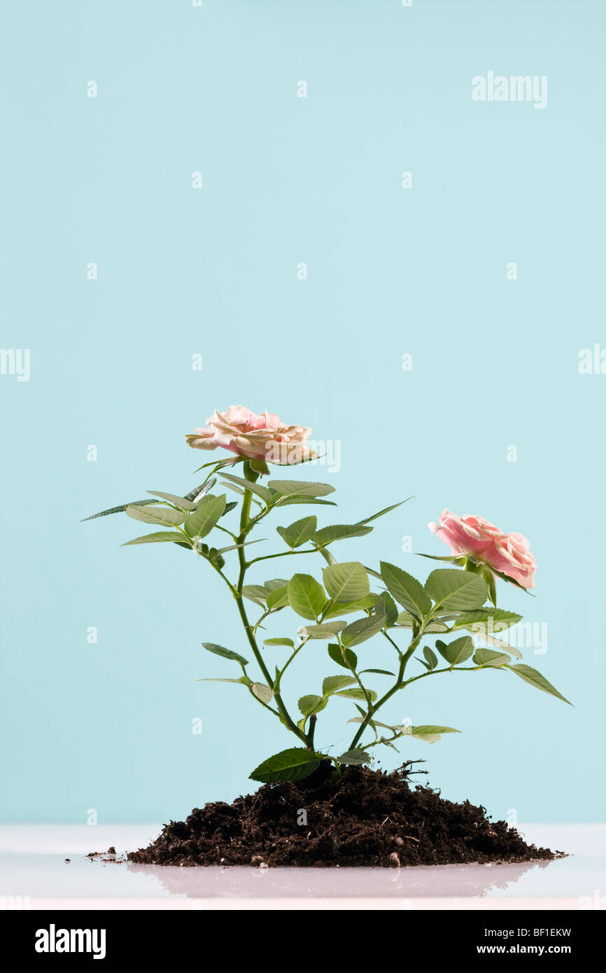 Two roses growing out of a pile of dirt on a floor Stock Photo - Alamy