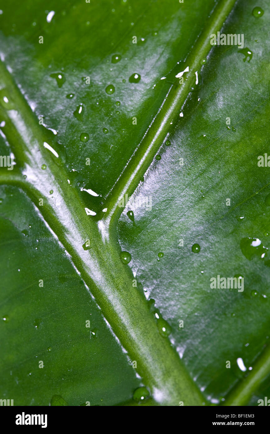 Extreme close up of a leaf Stock Photo - Alamy