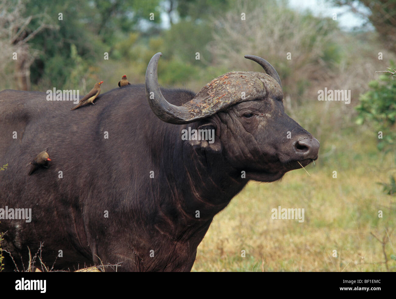 african buffalo, syncerus caffer Stock Photo - Alamy