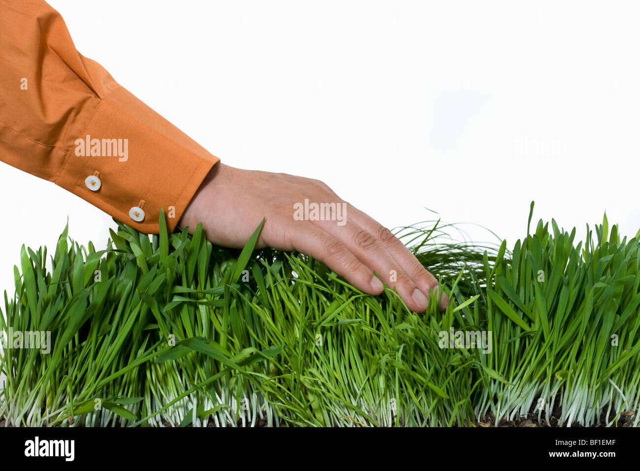 A human hand caressing wheatgrass Stock Photo - Alamy