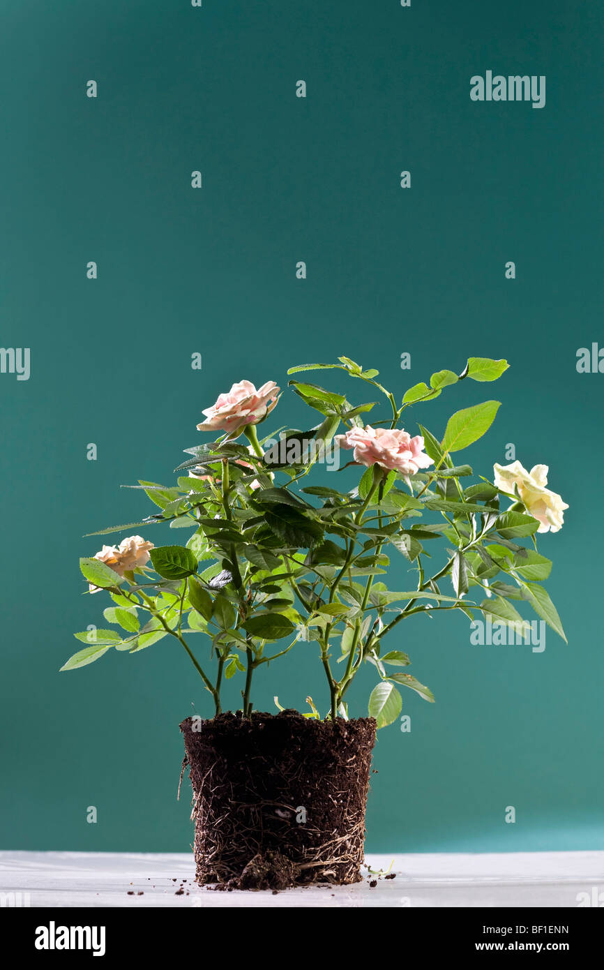Potted roses uprooted Stock Photo - Alamy