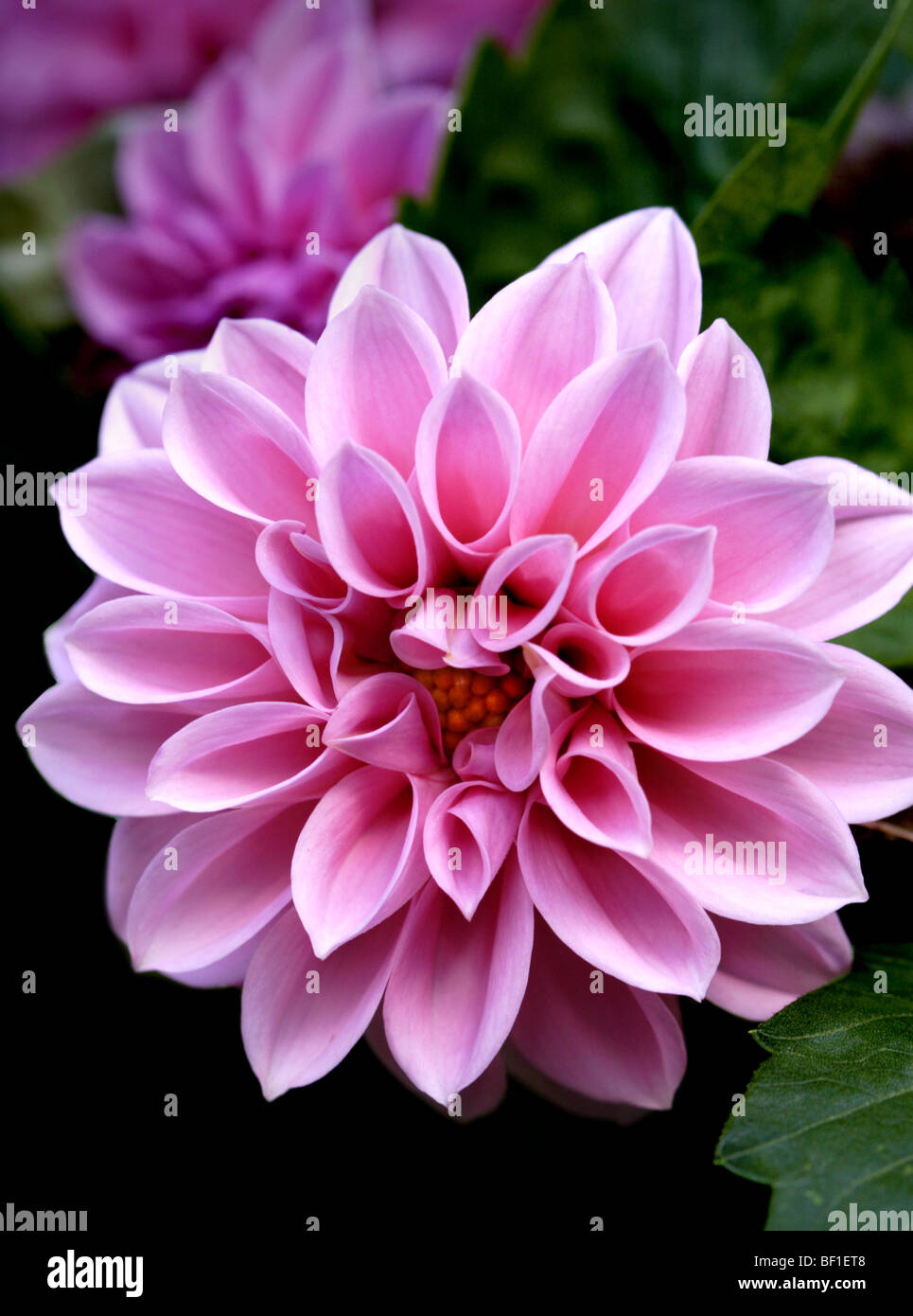 Pink double Dahlia Stock Photo - Alamy