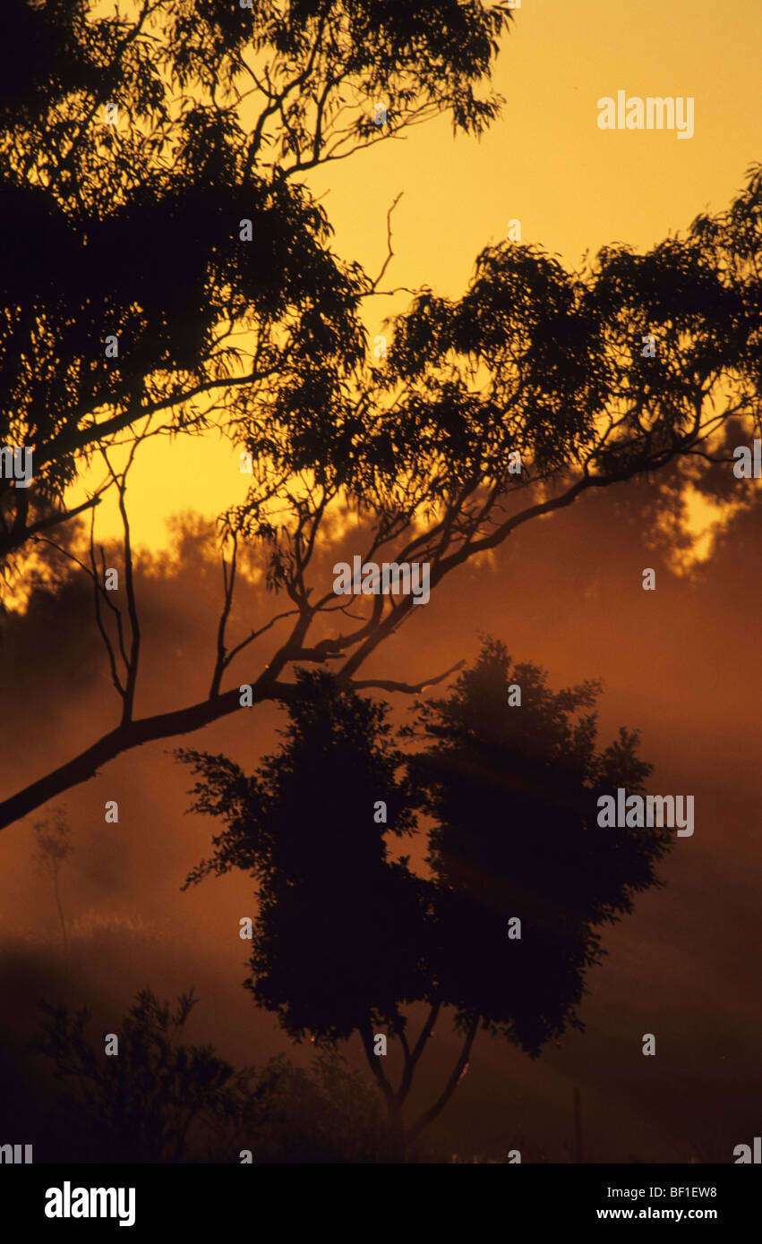 SUNSET TREES, Australia. Sun shining through trees. Heavy machinery ...