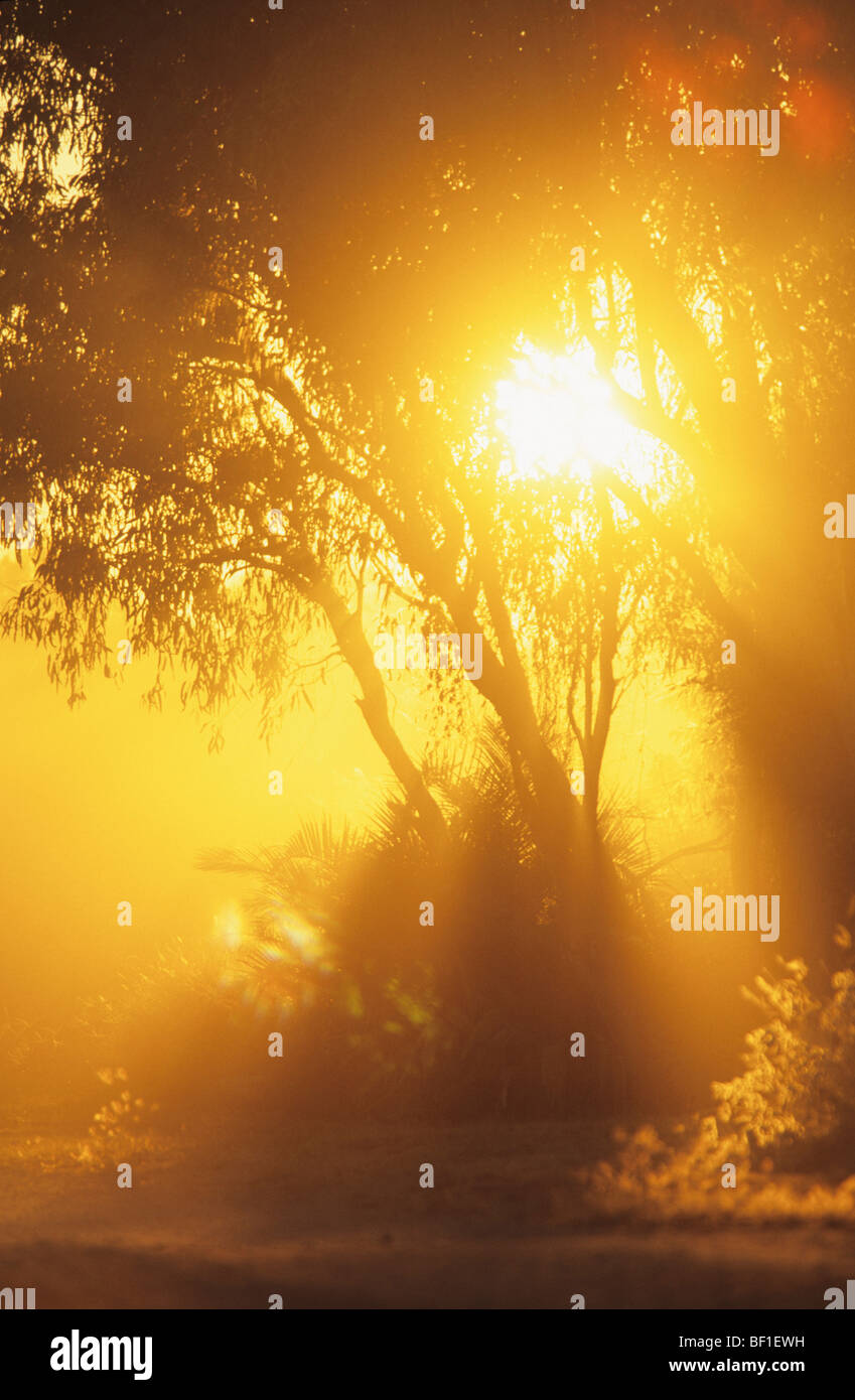 SUNSET TREES, Australia. Sun shining through trees. Heavy machinery ...