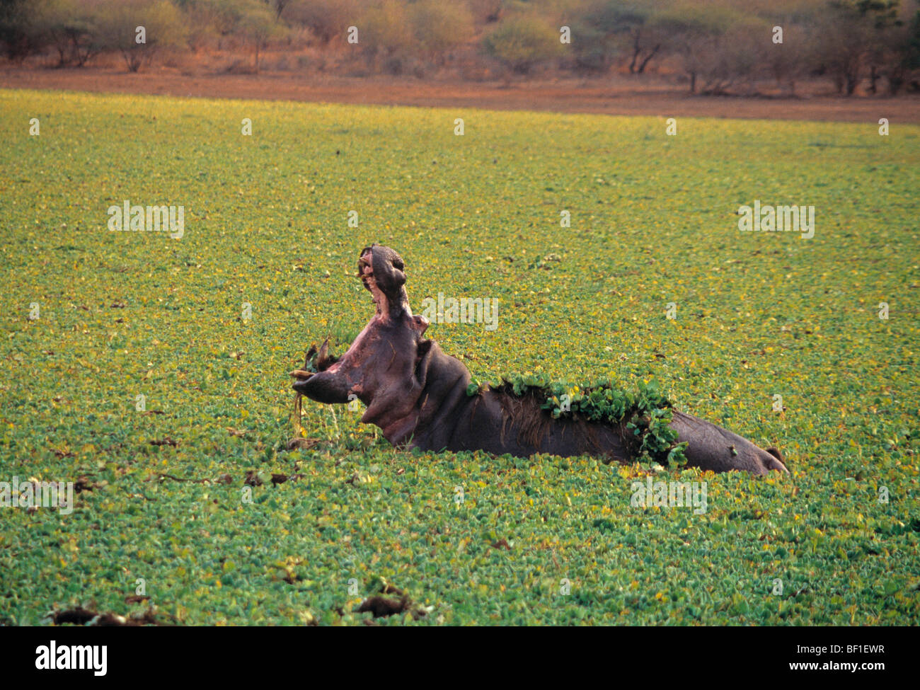 Hippopotamus Major High Resolution Stock Photography and Images - Alamy