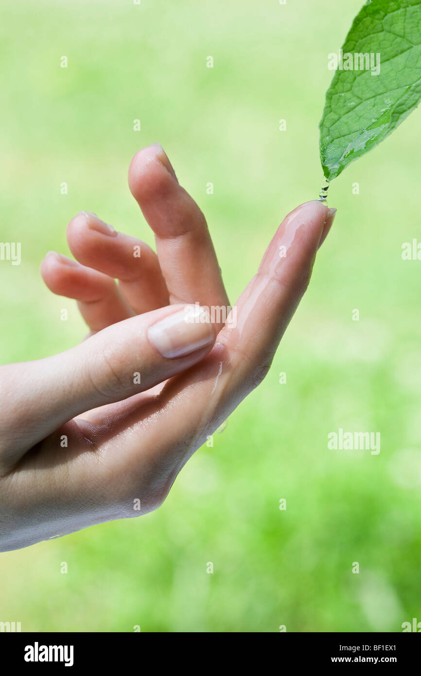 A finger catching dripping water from a leaf Stock Photo - Alamy