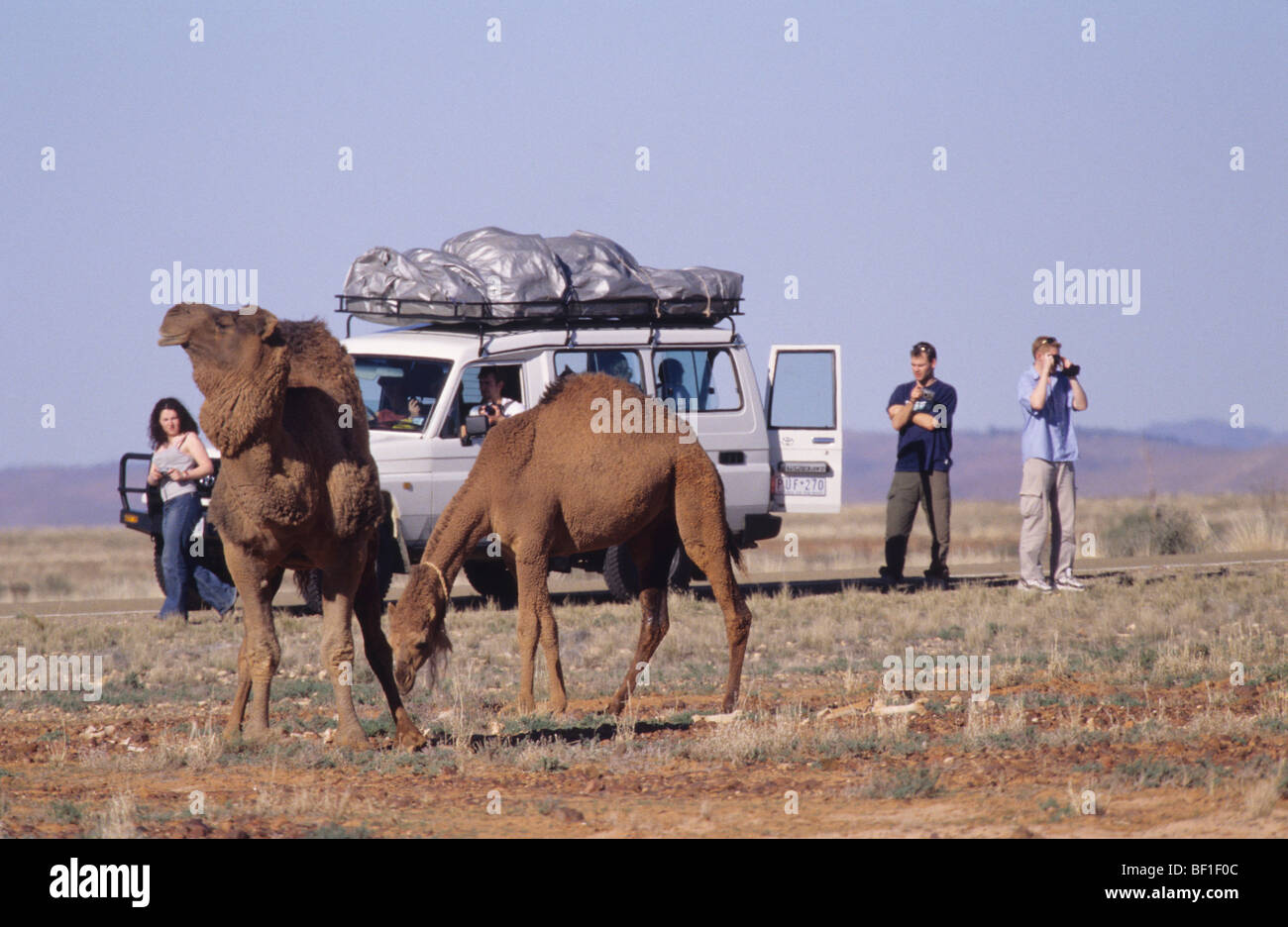 OVERLAND TREKKING, Australia. Tourists with 4x4 four wheel drive ...