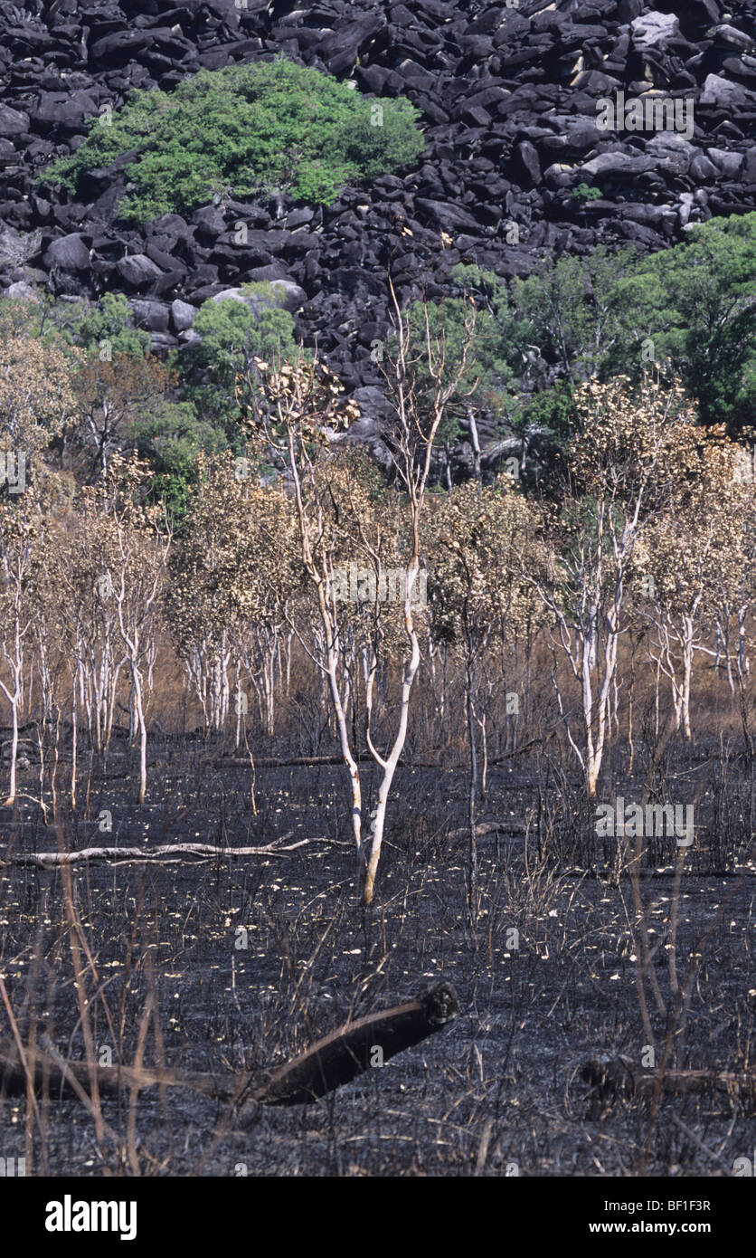 Australia sporadic trees hi-res stock photography and images - Alamy