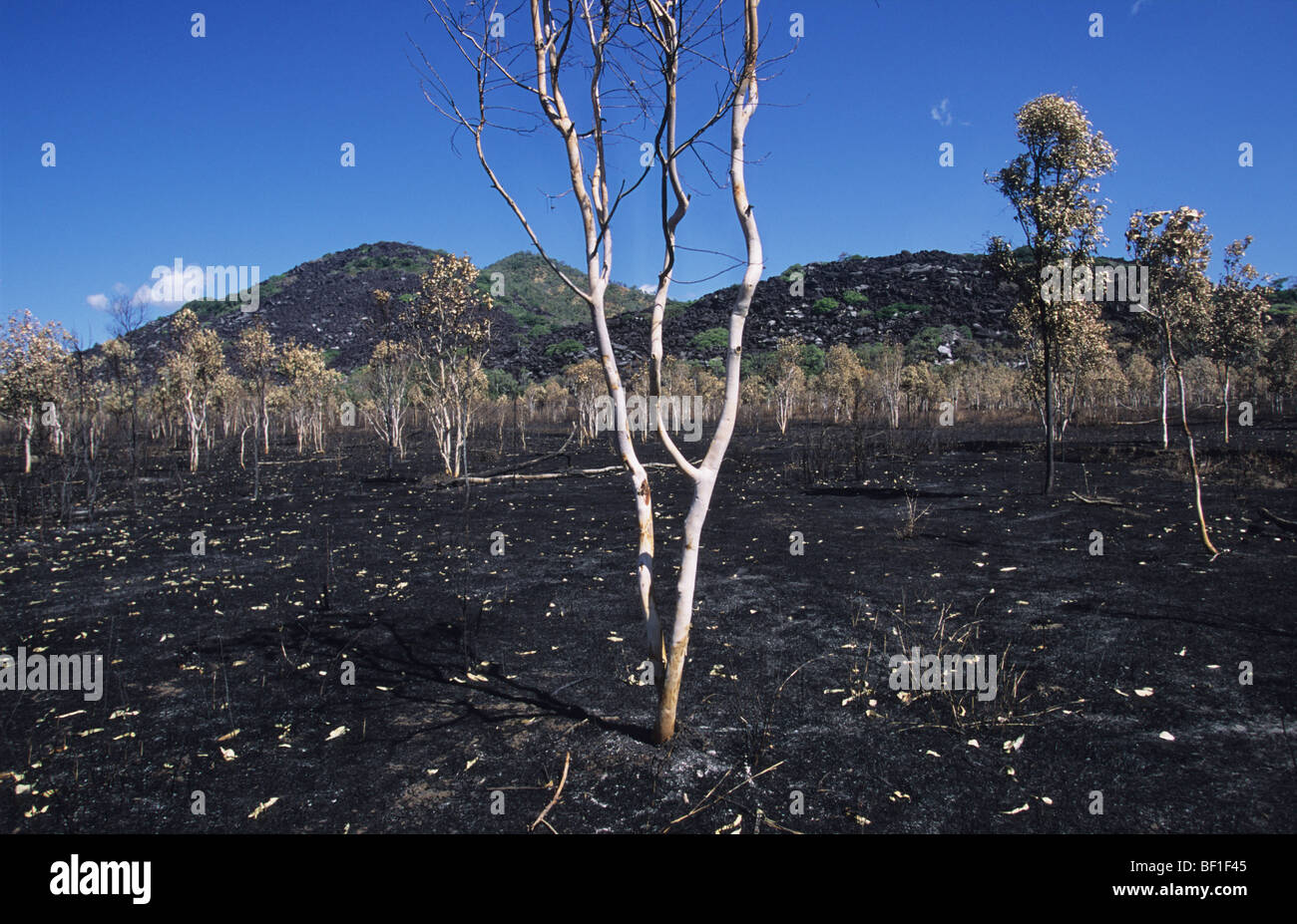 Forest fire, Daintree National park, Queensland, Northern Australia ...