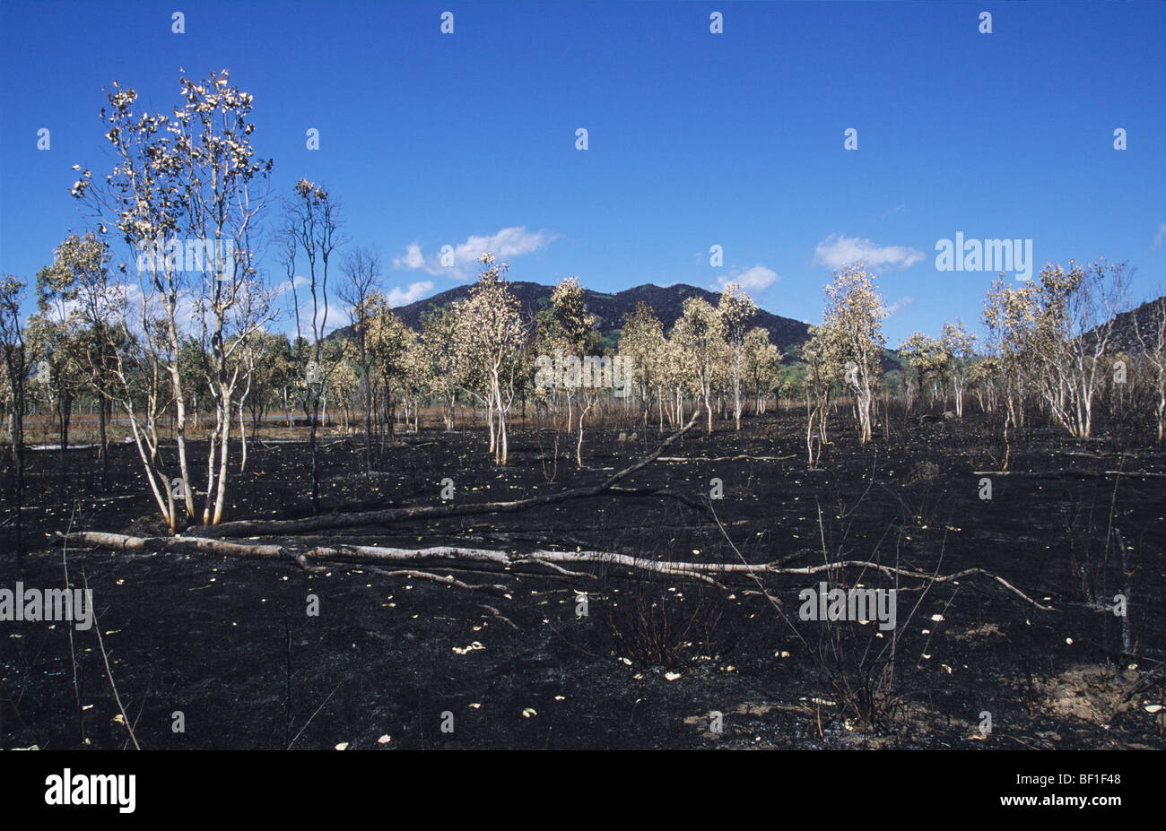 Forest fire, Daintree National park, Queensland, Northern Australia ...