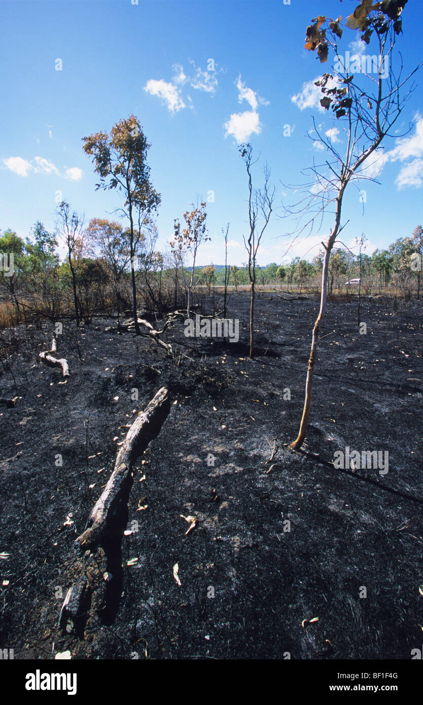 Forest fire, Daintree National park, Queensland, Northern Australia ...