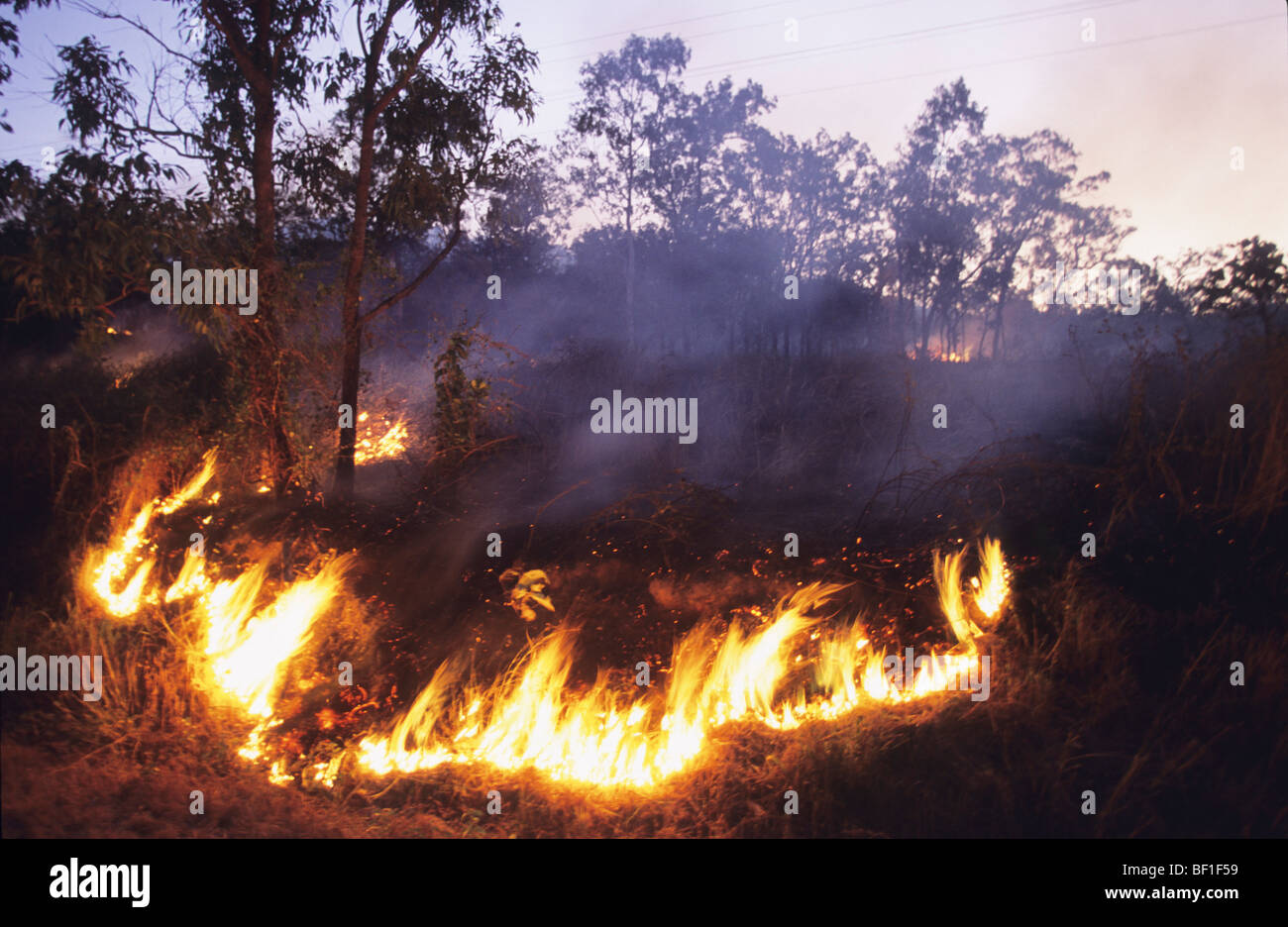 Forest fire, Daintree National park, Queensland, Northern Australia ...