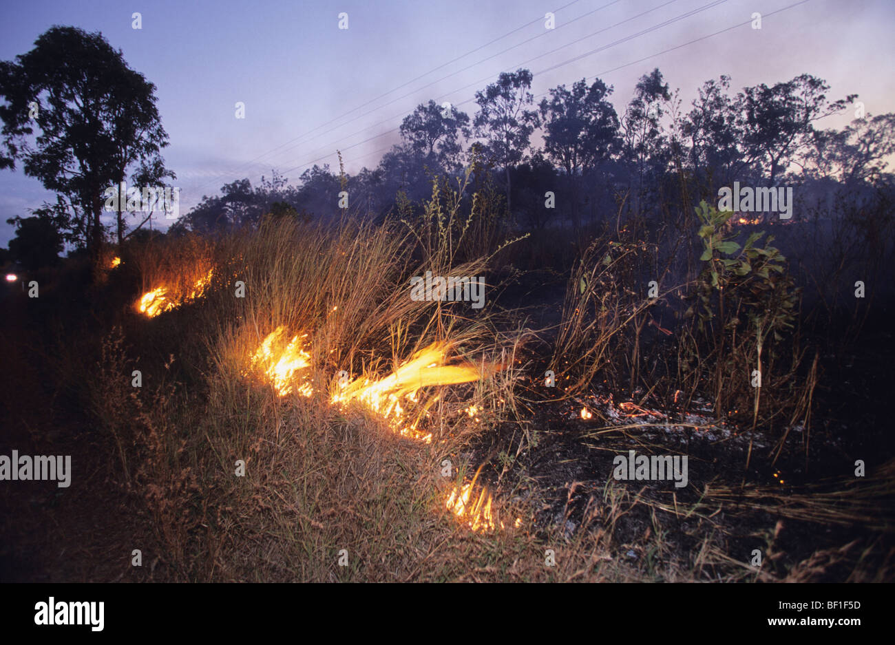Forest fire, Daintree National park, Queensland, Northern Australia ...