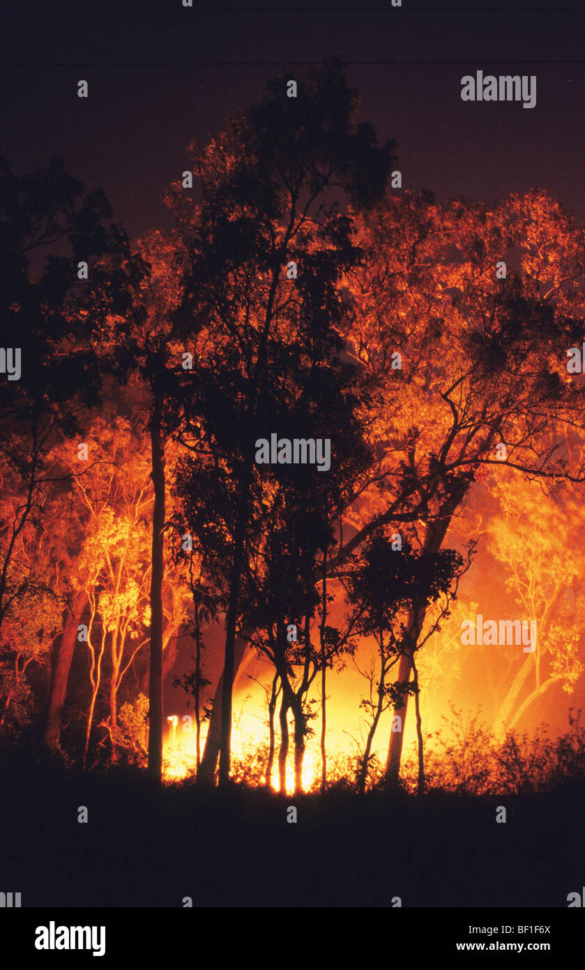 Forest fire, Daintree National park, Queensland, Northern Australia ...