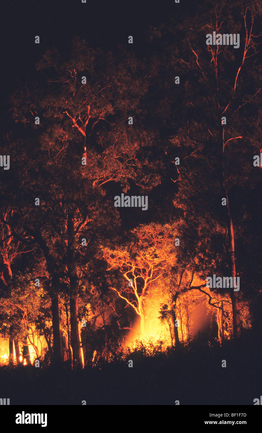 Forest fire, Daintree National park, Queensland, Northern Australia ...